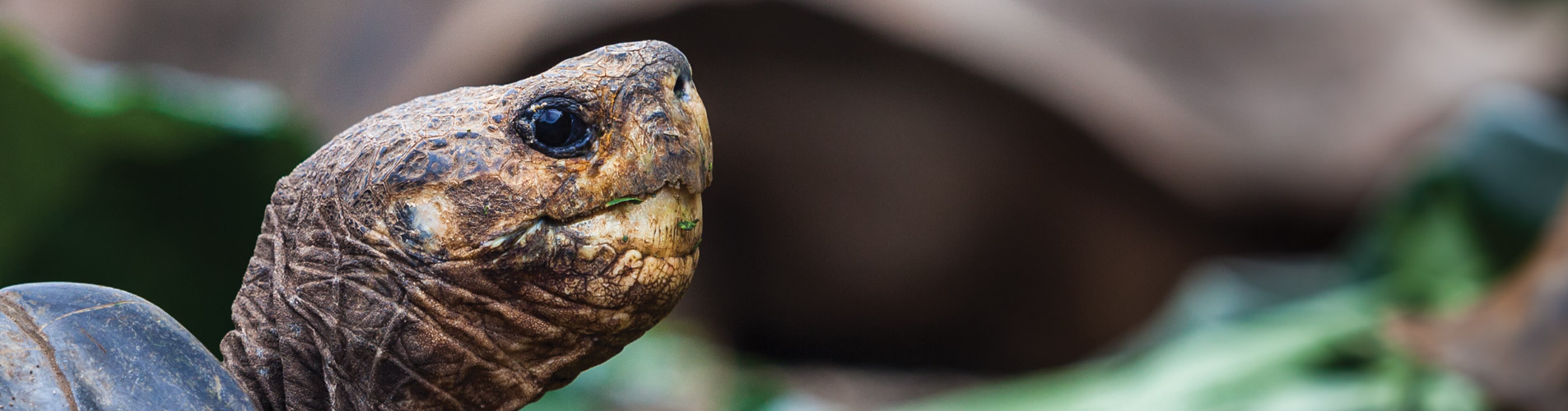 Island Conservation - Preventing Extinctions by removing invasive ...