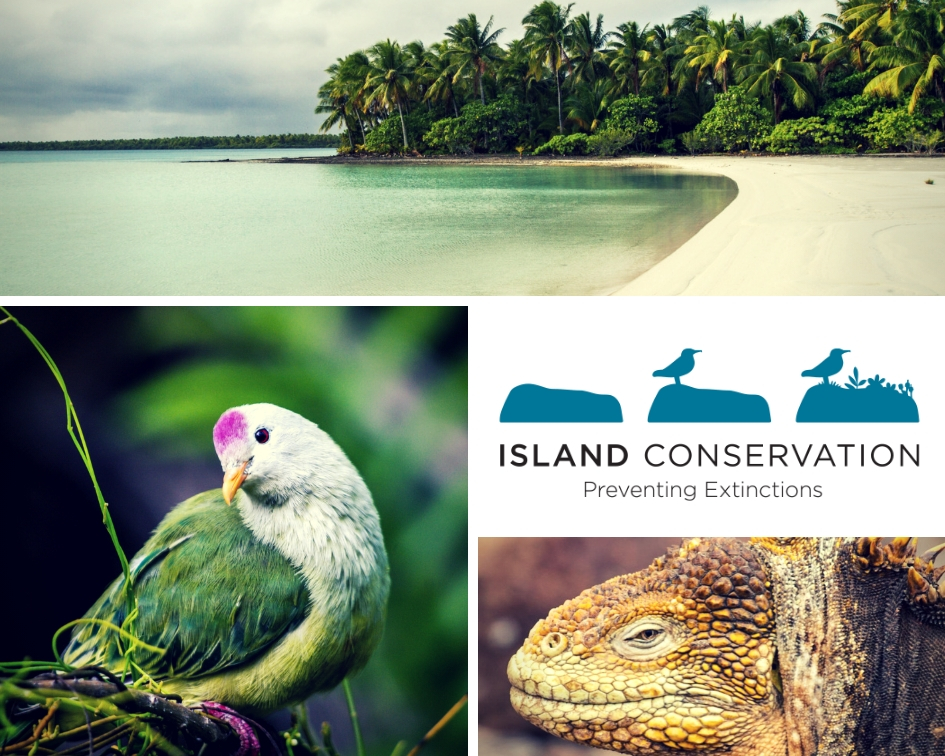 Island Conservation Island Conservation Joins The Global Island