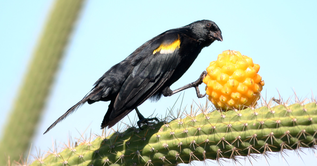 Island Conservation Conservation Challenges of the Higo Chumbo Cactus ...