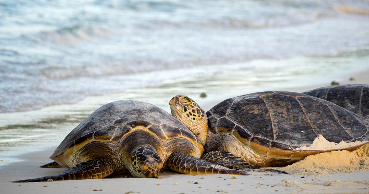 Island Conservation Invasive Rats—A Growing Threat to Sea Turtles ...