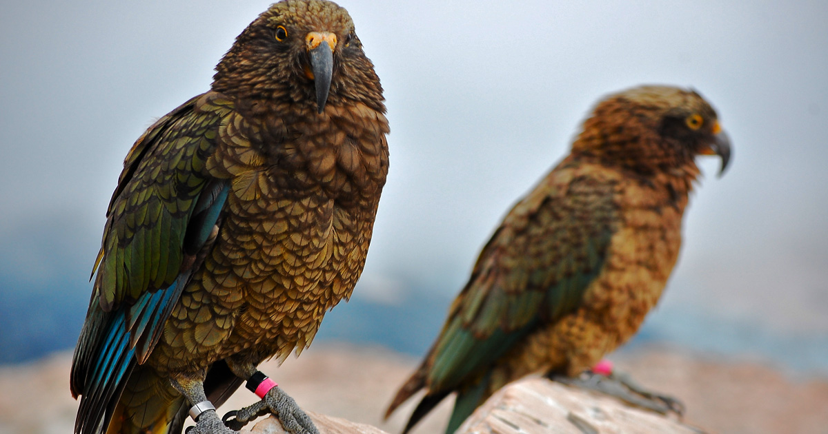 Island Conservation New Zealand Kea Nesting Success - Island Conservation