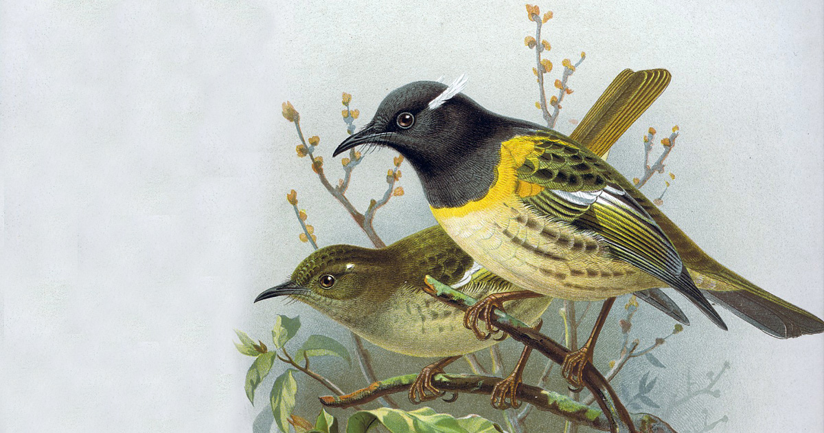 Island Conservation Reintroduction Efforts Bring the Hihi Back to ...