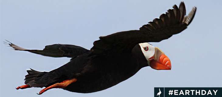Island Conservation From Silence to a Wall of Sound—How the Removal of ...