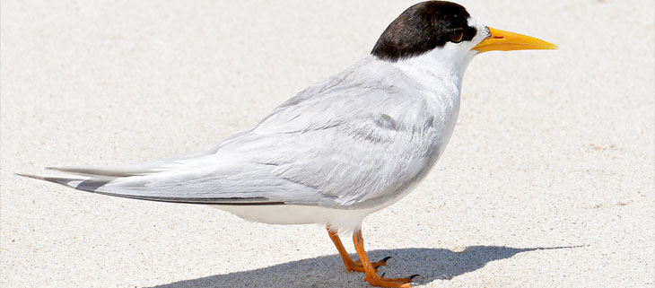 Island Conservation New Zealand Conservation and the Human Component to ...