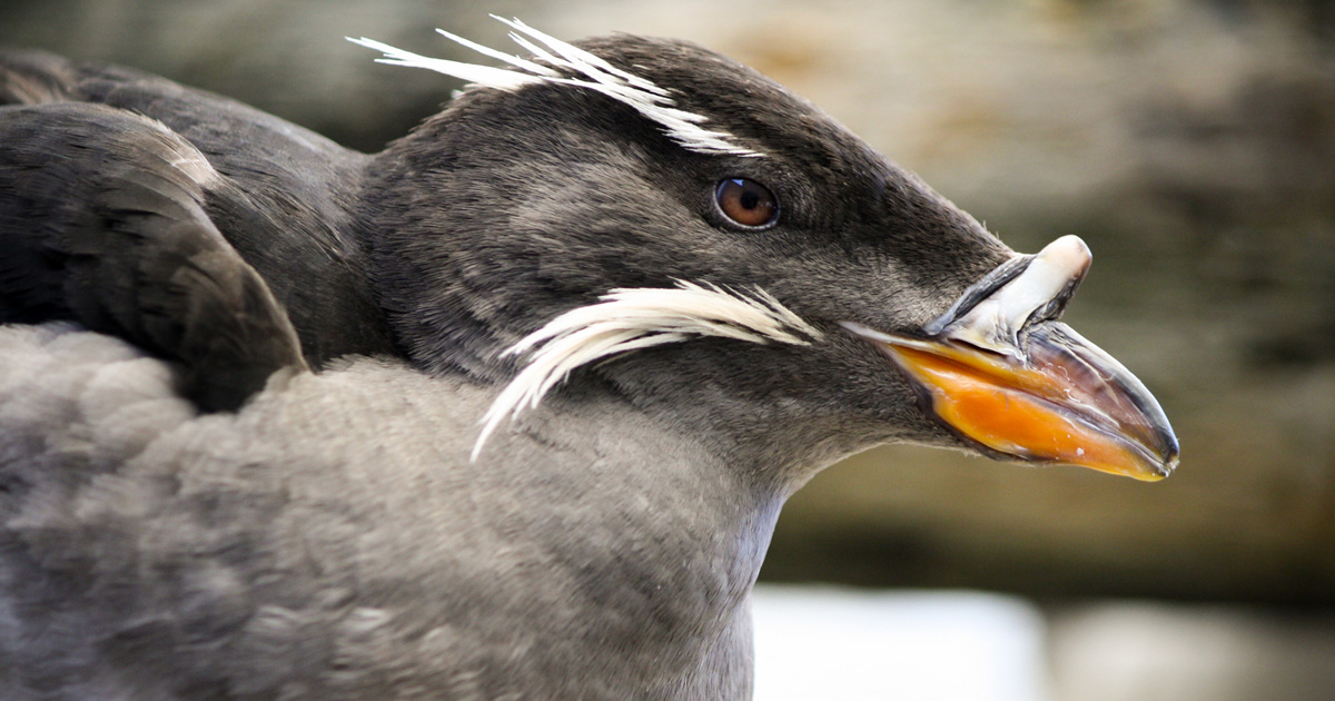 Island Conservation Seabirds — A Global Conservation Crisis - Island ...