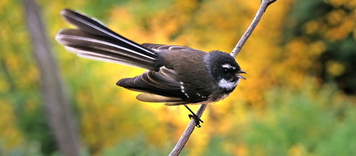 Island Conservation Research on Nesting Fantails Informs Conservation ...