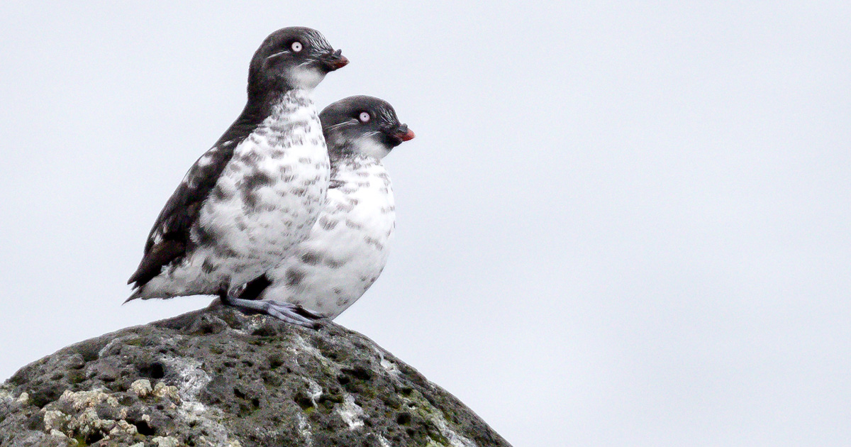 Island Conservation Pribilof Islands, Alaska—the Search for One ...