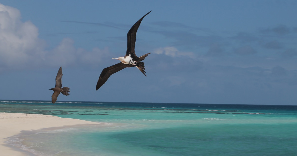 Island Conservation Connecting Healthy Ecosystems—Seabird Islands and ...