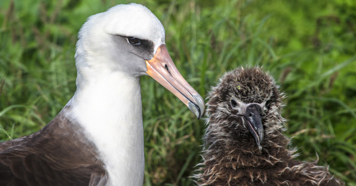 Island Conservation Keeping a Pulse on Midway's Albatross Population ...