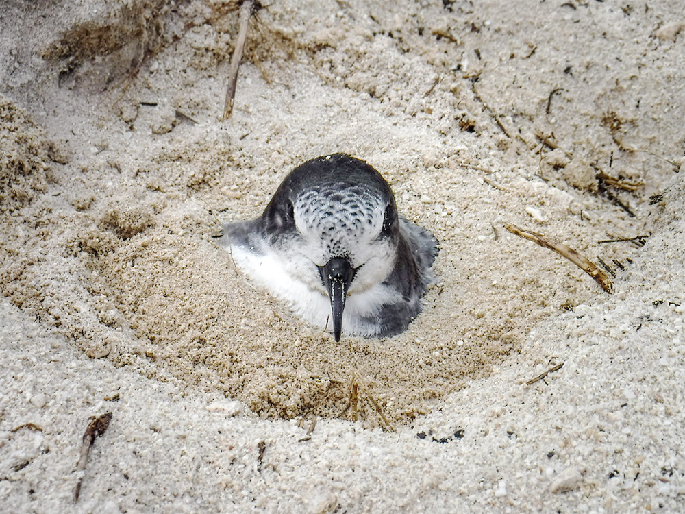 Island Conservation Birds on Midway Atoll Each Have a "Personality ...