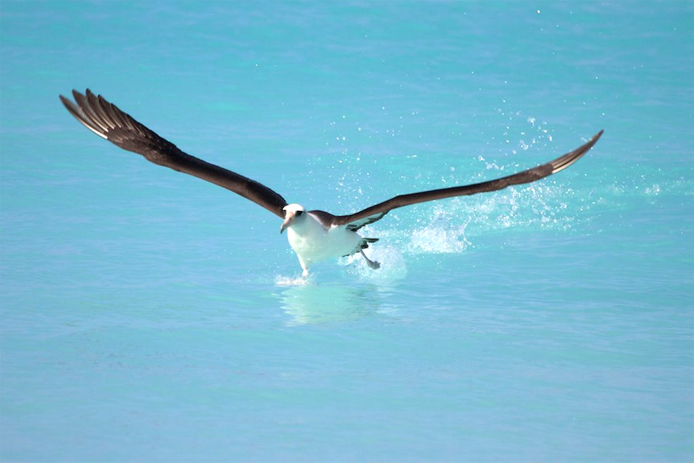 Island Conservation Birds on Midway Atoll Each Have a "Personality ...