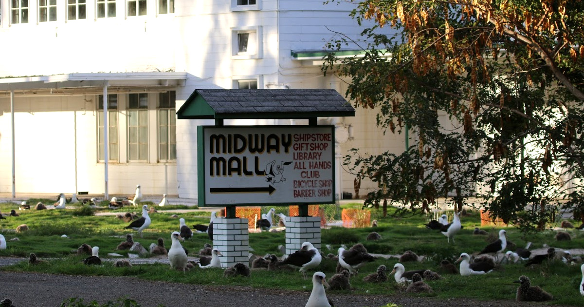 Island Conservation Walking Among Seabirds and Historic Buildings on ...