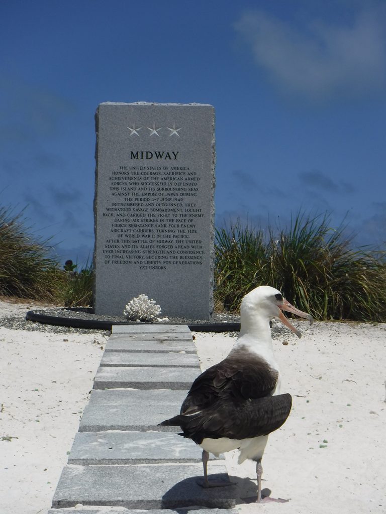 Island Conservation Walking Among Seabirds and Historic Buildings on ...