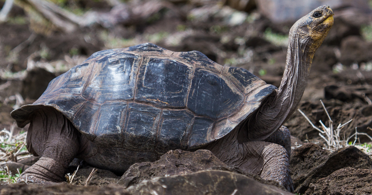 Island Conservation The Conservation X Tech Prize—Innovating to Prevent ...