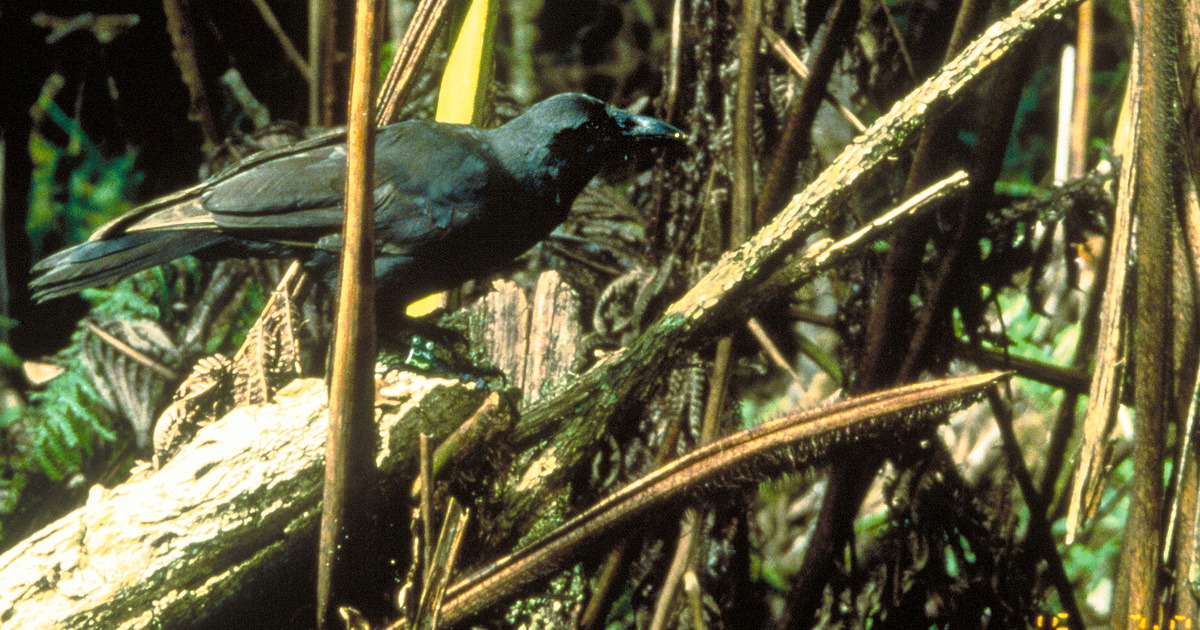 Island Conservation Nesting ‘Alalā Indicates Recovery Milestone ...