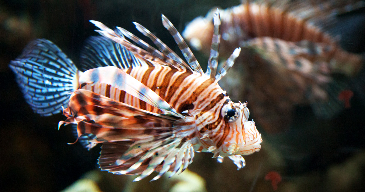 Lionfish Invasive Species