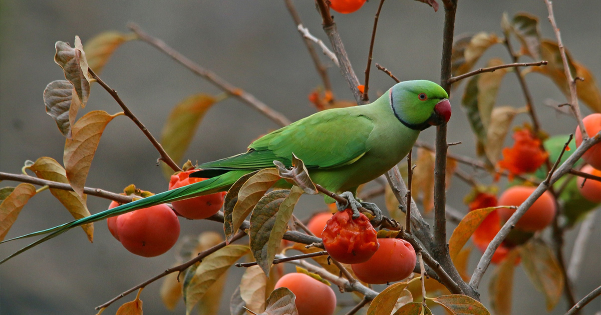 Island Conservation Invasive Parakeets Disrupt Hawaii's Agriculture ...