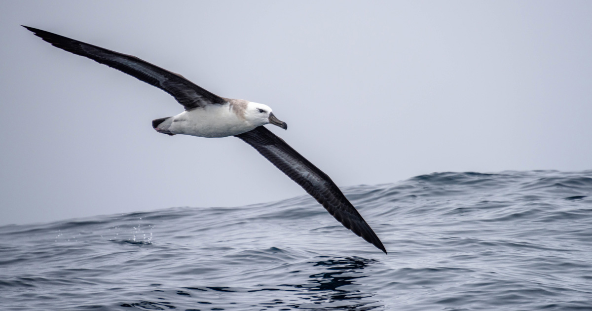 Island Conservation Albatross Aid in the Fight Against Illegal Fishing ...