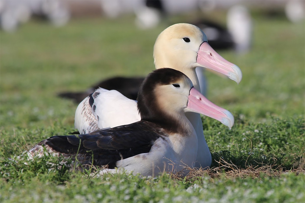 Island Conservation Rare Endangered Albatross Takes Flight from Midway ...
