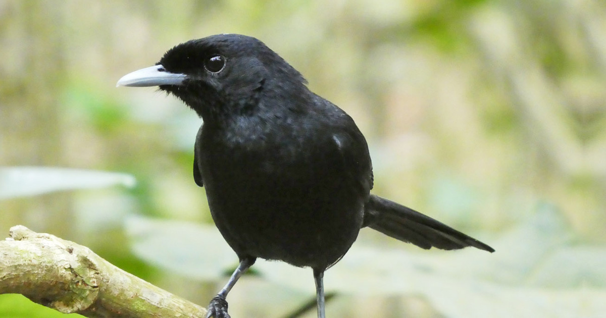 Island Conservation Searching Mohotani Island for the Marquesan Monarch ...