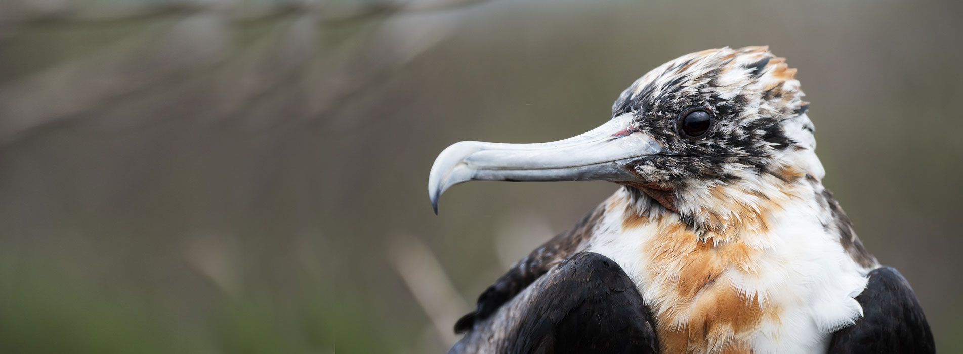 Island Conservation Preventing Extinctions on islands - Island Conservation