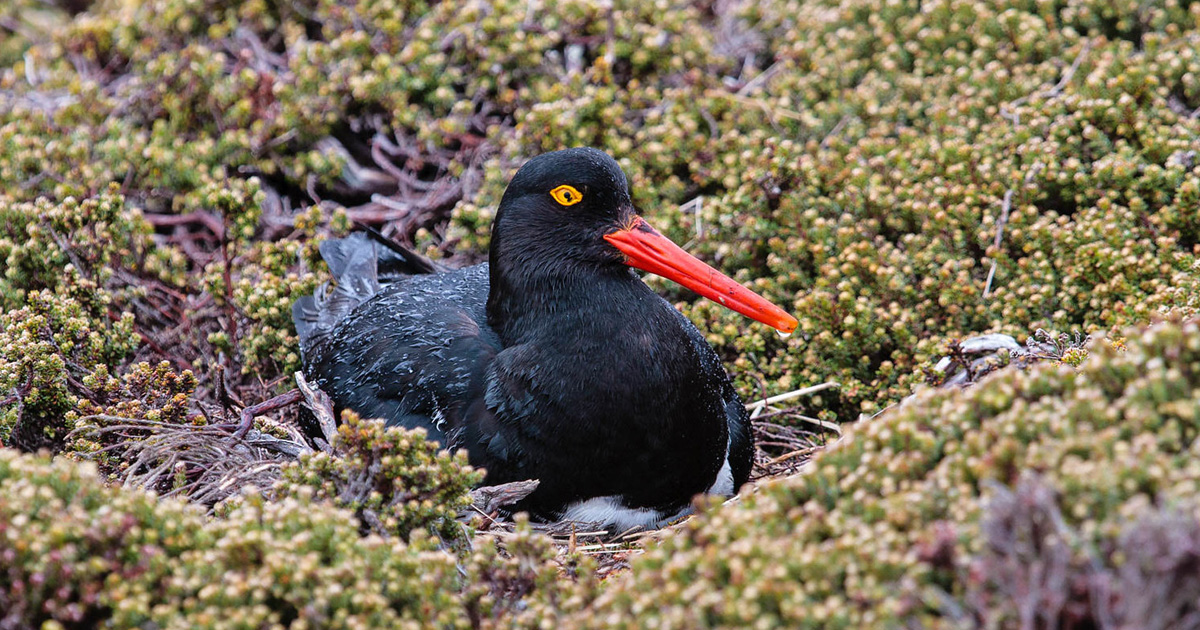 Island Conservation Sentinels of the Falkland Islands - Island Conservation
