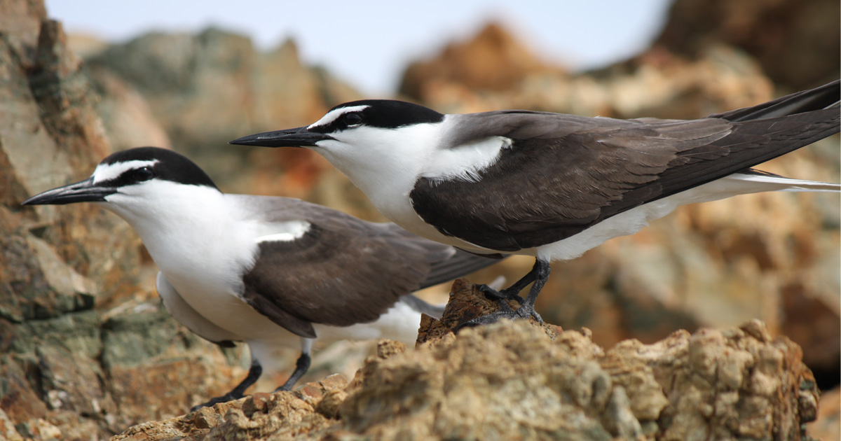 Island Conservation Press Release: Tricking Seabirds to Curb the ...