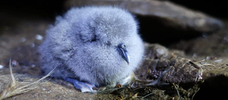 Island Conservation Preventing Seabird Extinction on Gough Island ...