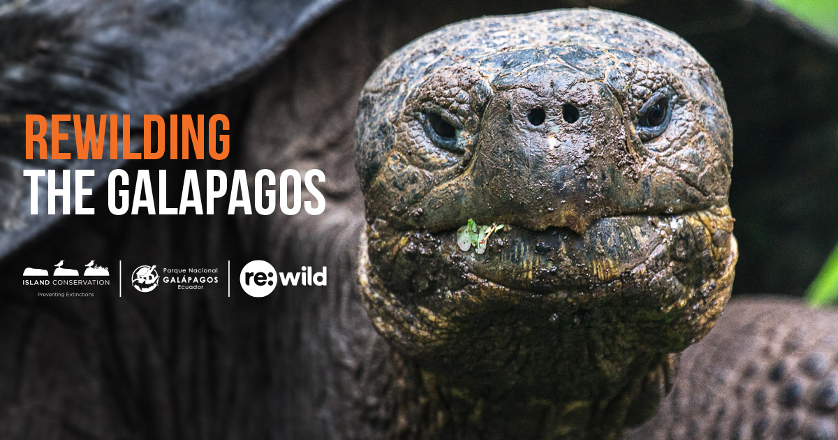 Island Conservation A Community-led Approach to Rewilding Floreana ...