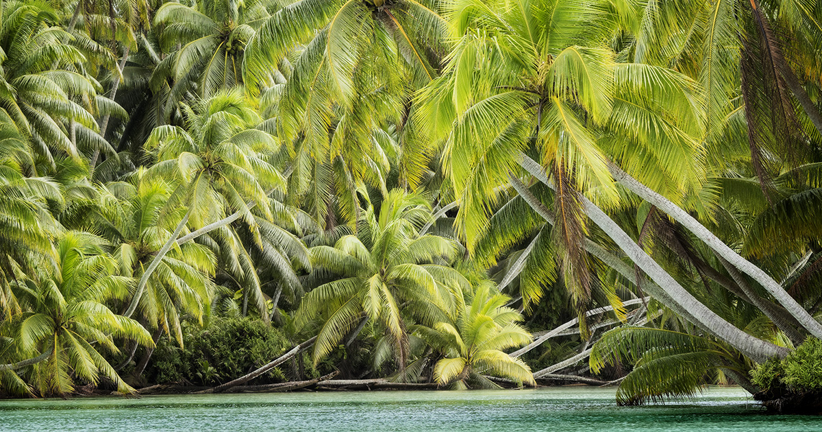 Coconut Tree Rainforest