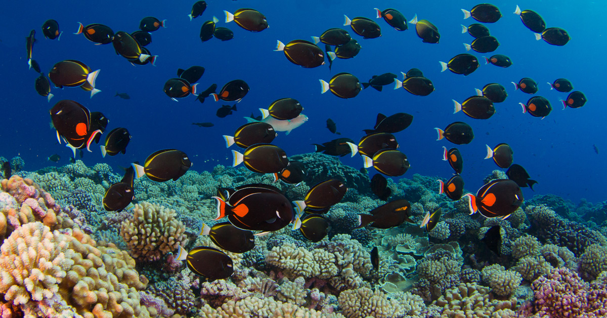 Island Conservation Ambitious New Environmental Challenge Aims to ...