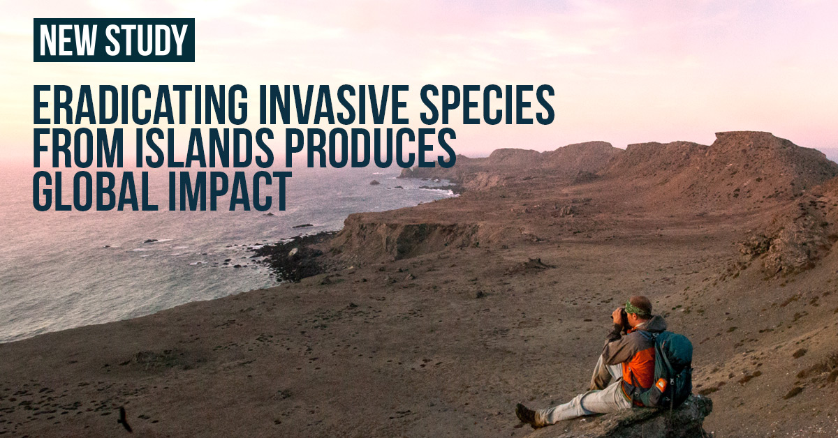 Island Conservation PRESS RELEASE: New Study Shows Eradicating Invasive ...