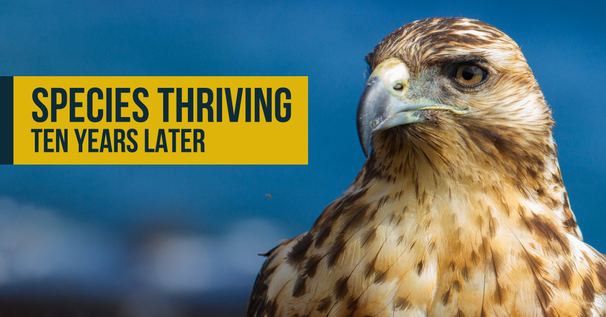 Island Conservation PRESS RELEASE: Locally extinct birds and geckos ...