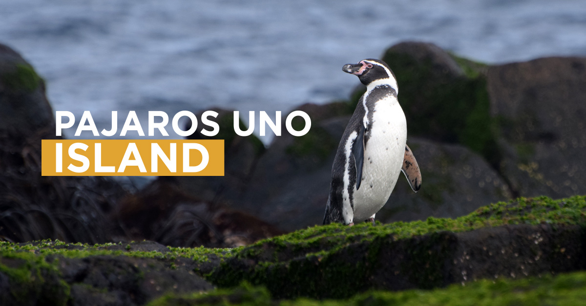 Island Conservation Seabirds can now return to Pajaro Uno Island thanks ...