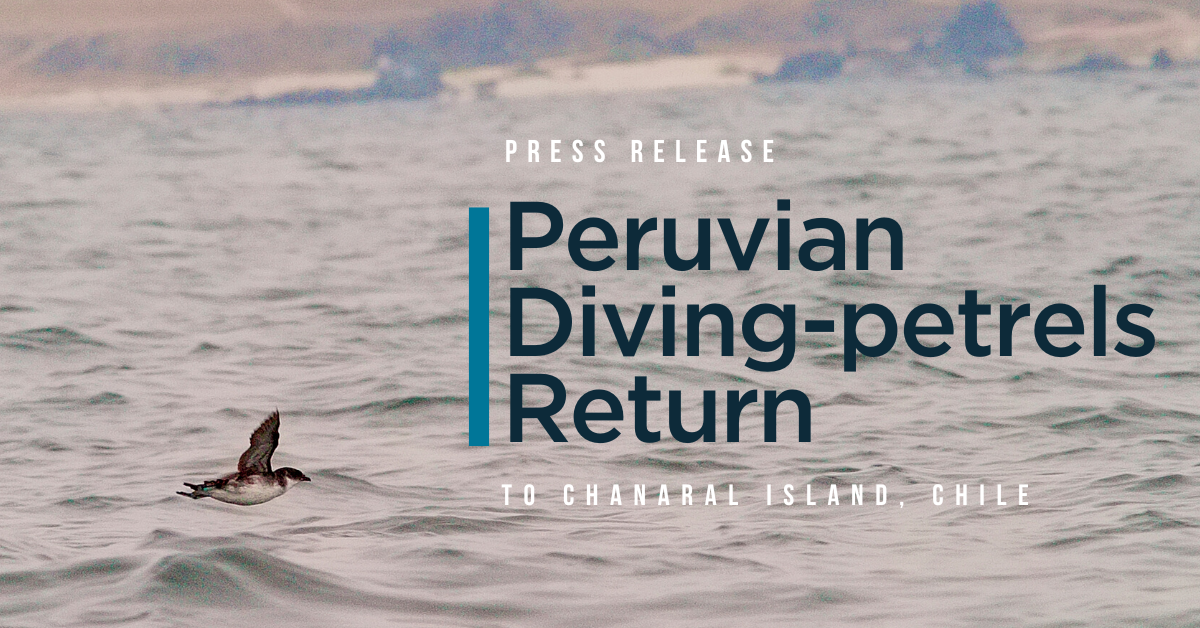 Island Conservation PRESS RELEASE: Rare Peruvian Diving-petrels nesting ...