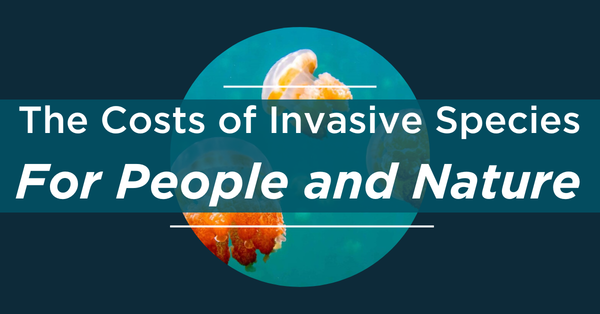 Island Conservation Invasive Species Have Massive Costs for Economies ...