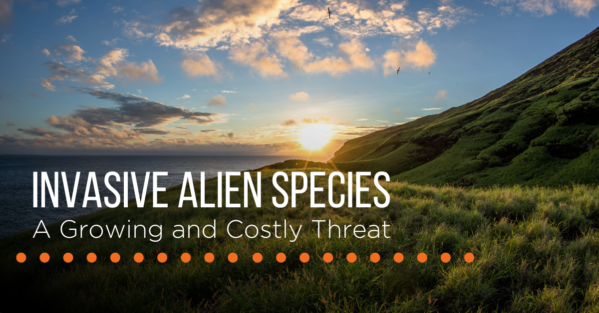 Island Conservation Invasive alien species: a growing and costly threat ...