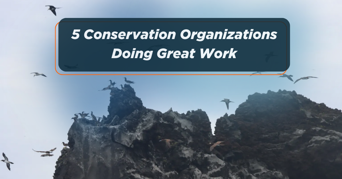 Island Conservation 5 Conservation Organizations Doing Great Work ...