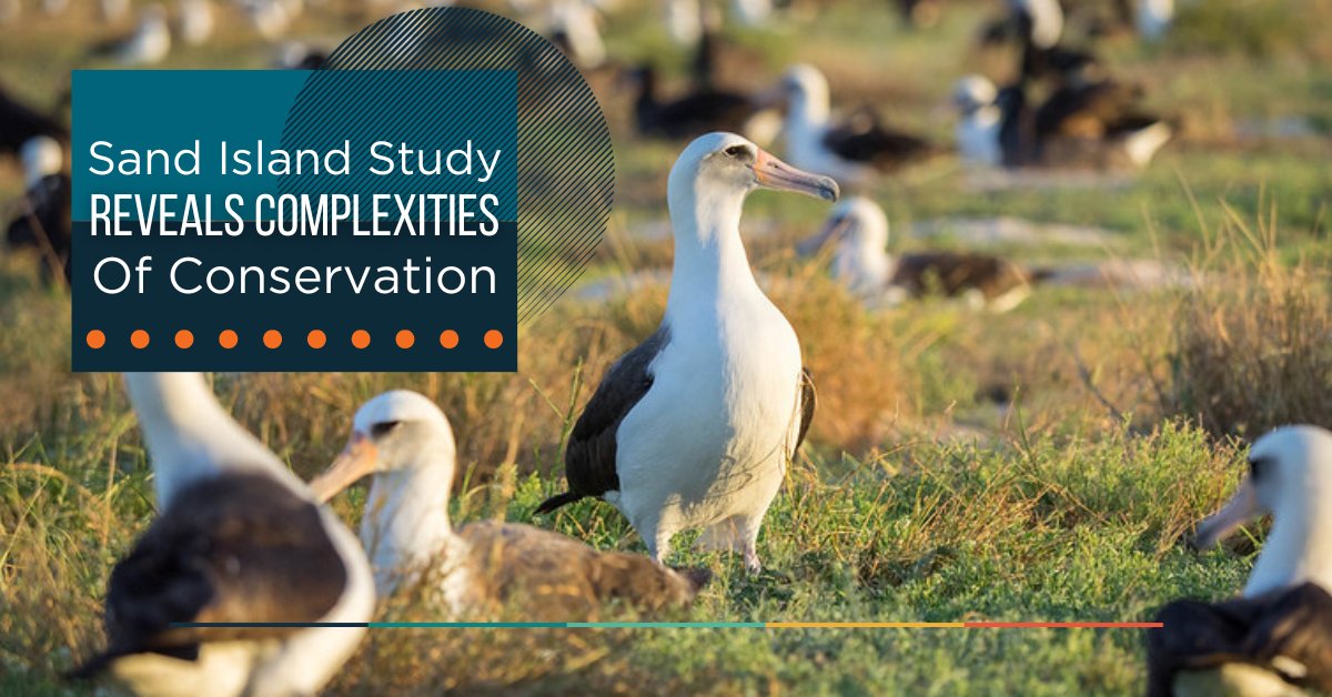 Island Conservation Study on Invasive Rodents On Sand Island - Island ...