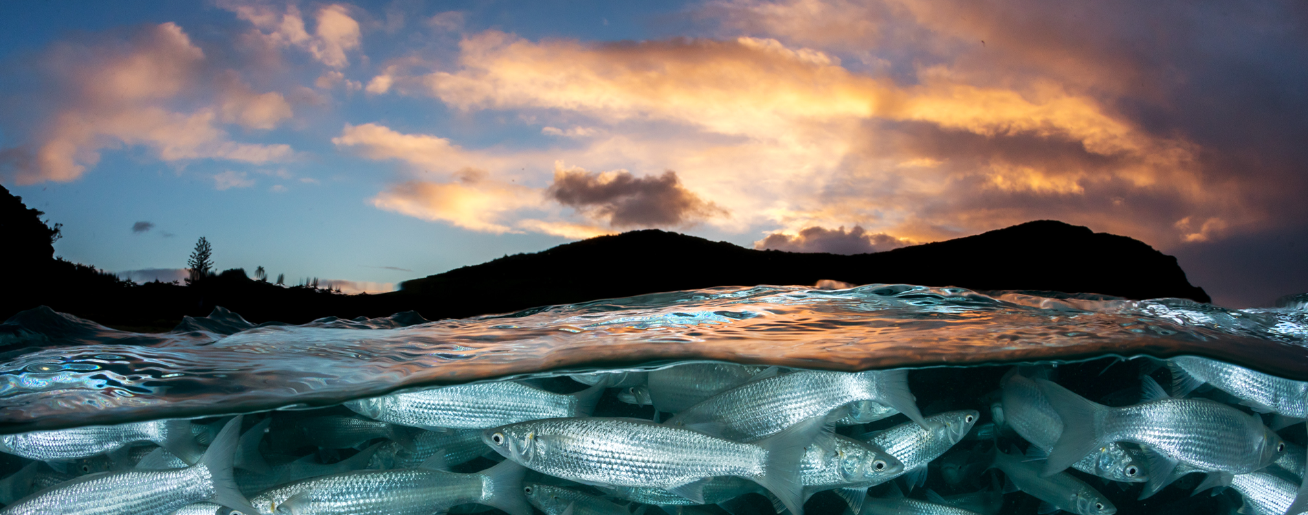 Island Conservation Preventing Extinctions on islands - Island Conservation