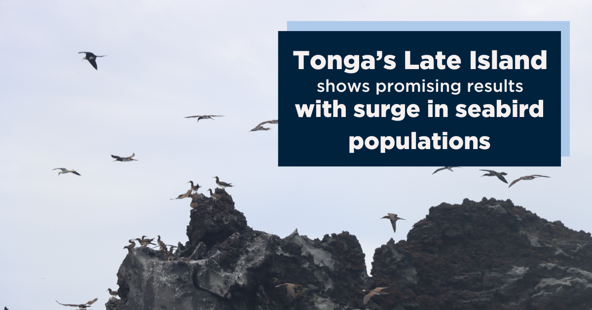 Island Conservation Tonga's Late Island Experiences Surge in Seabird ...