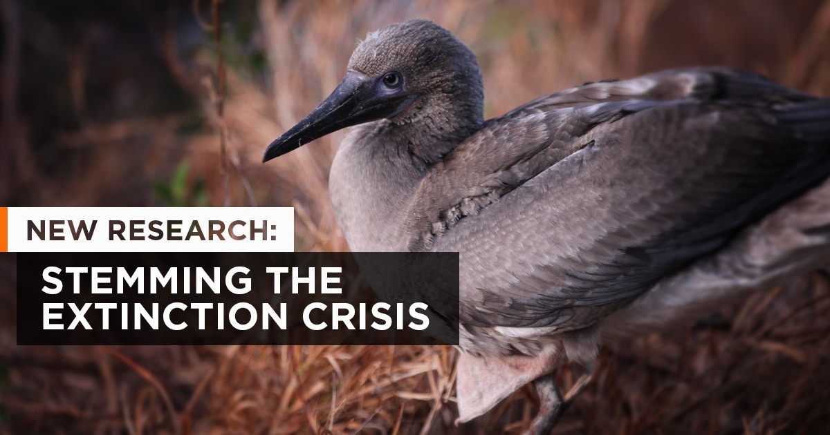 169 Islands that Offer Hope for Stemming the Extinction Crisis - Island ...