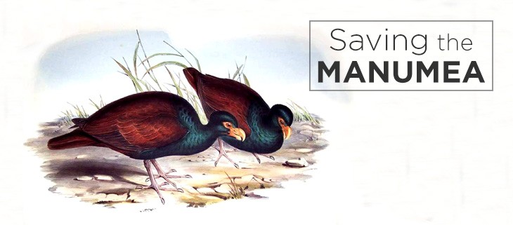 Saving The Manumea - Samoa's National Bird - Island Conservation