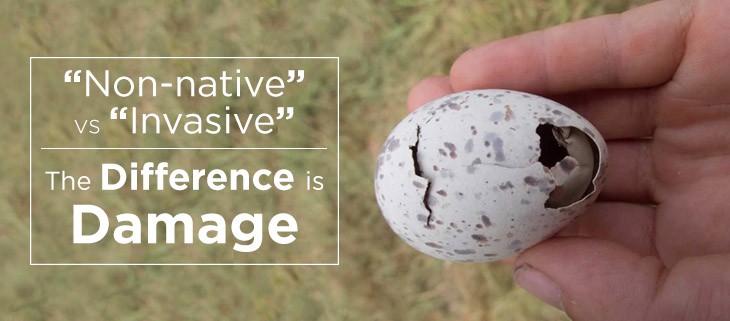 Dispelling the Confusion: "Non-native" vs "Invasive" Species - Island ...