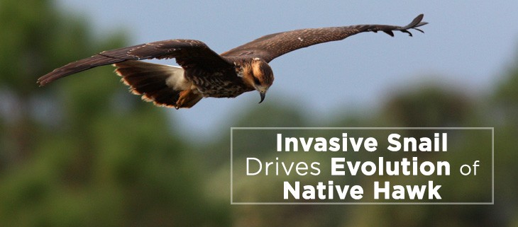 Bigger Beaks and the Island Apple Snail - Island Conservation