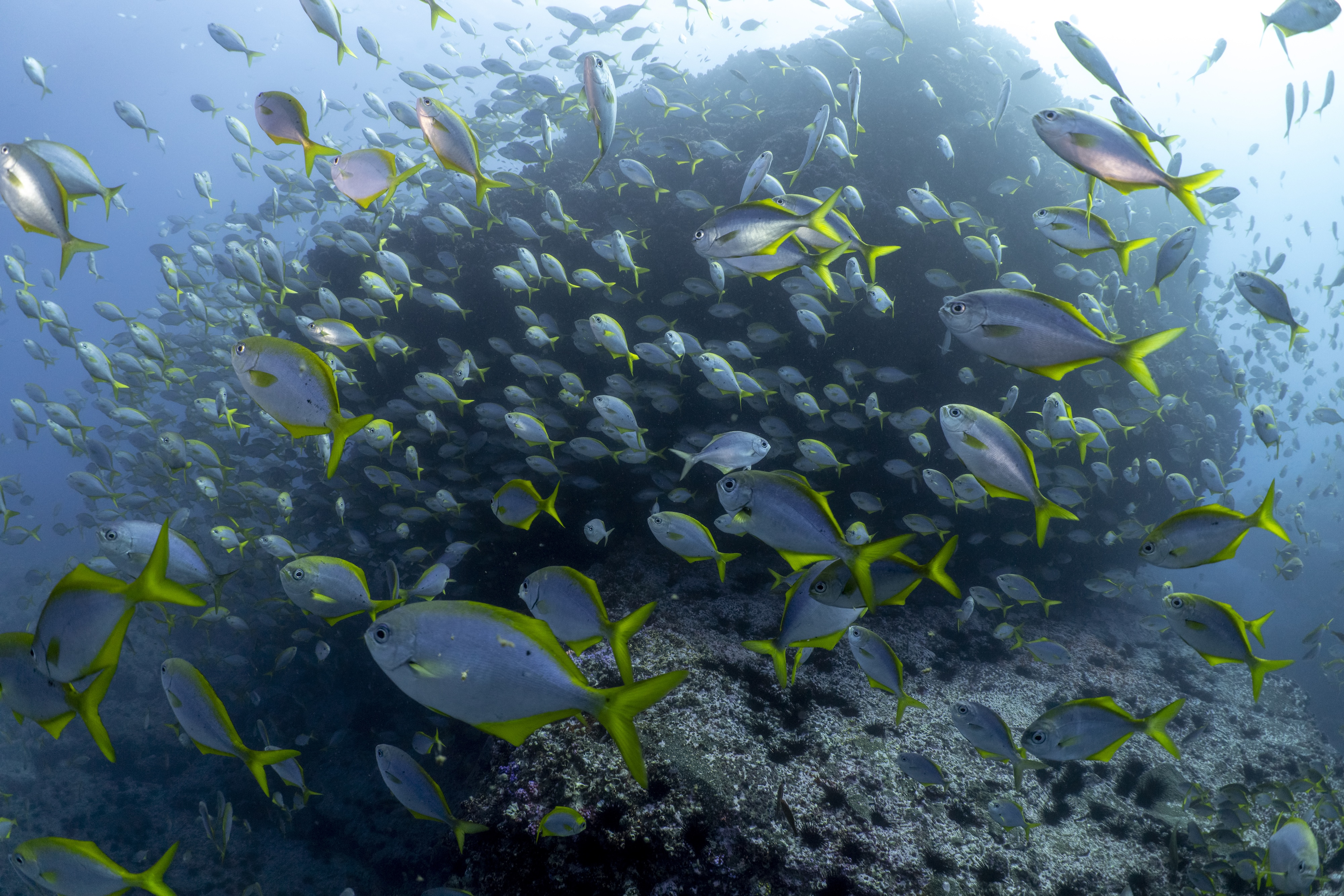 Marine Protected Areas: Key to Safeguarding Global Biodiversity ...