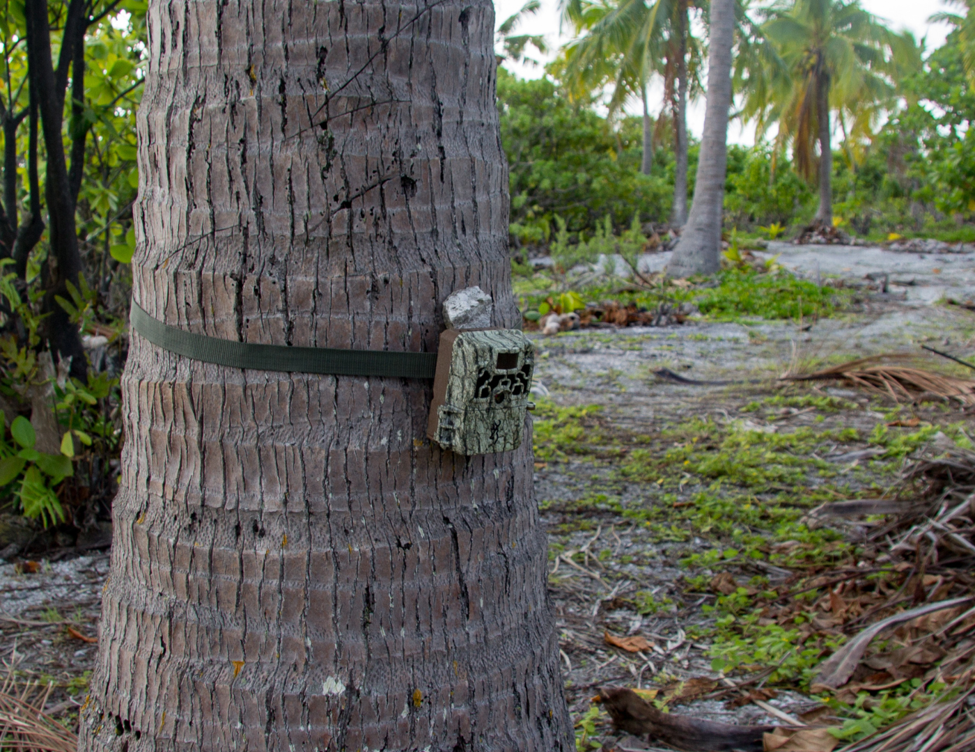 Remote Sensing on Islands: Seeing Ecosystems Through Data - Island ...