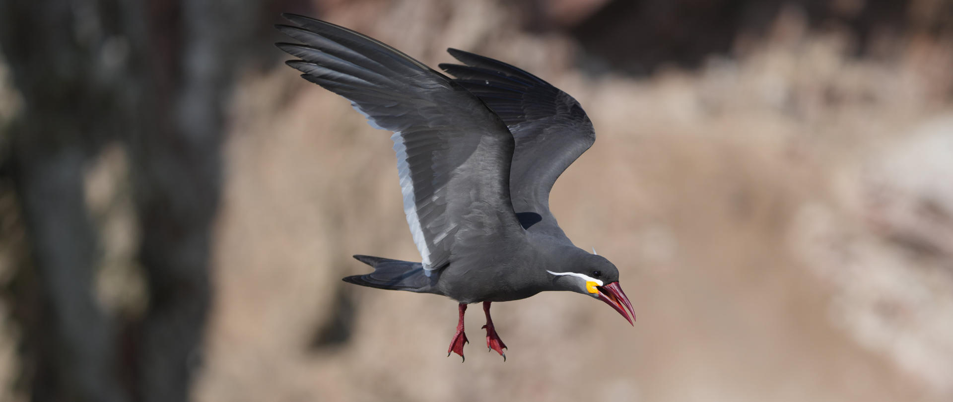 What works to save species from extinction? - Island Conservation